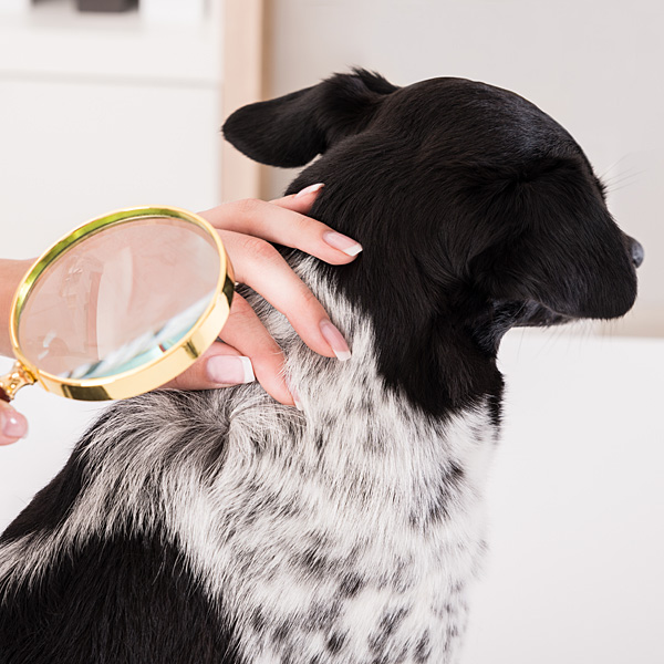 Insekten-Anwendungsbereiche - PEMA Innotech